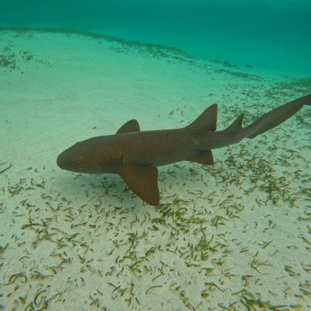 Caye Caulker Reef Friendly Tours | Snorkeling, Day Tours & More
