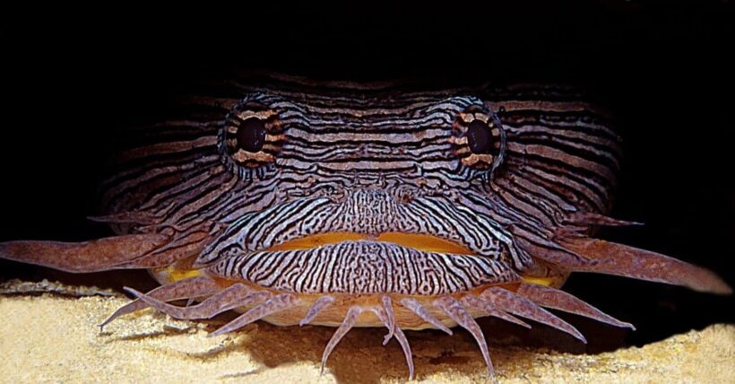 The Elusive Splendor of the Belize Barrier Reef: Home to the Unique ...